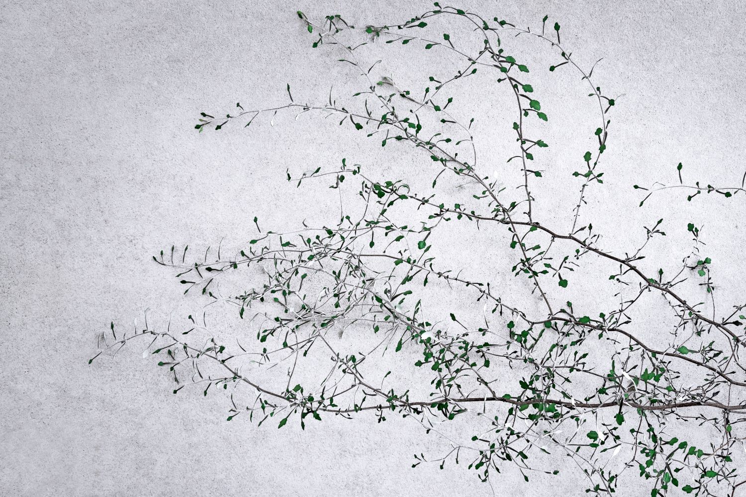 Wire netting bush: care, location & overwintering - Plantura