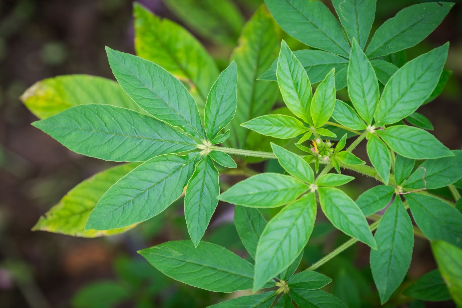 Spider flower: sowing, overwintering & toxicity - Plantura