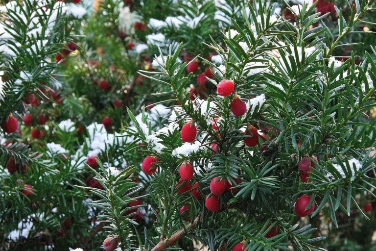 Yew: profile, varieties & care - Plantura