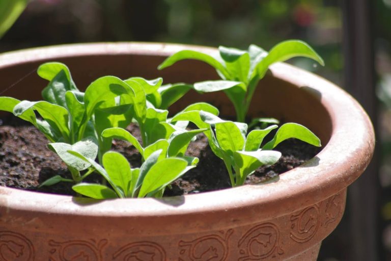 Gillyflower: sowing, location & the most beautiful varieties - Plantura