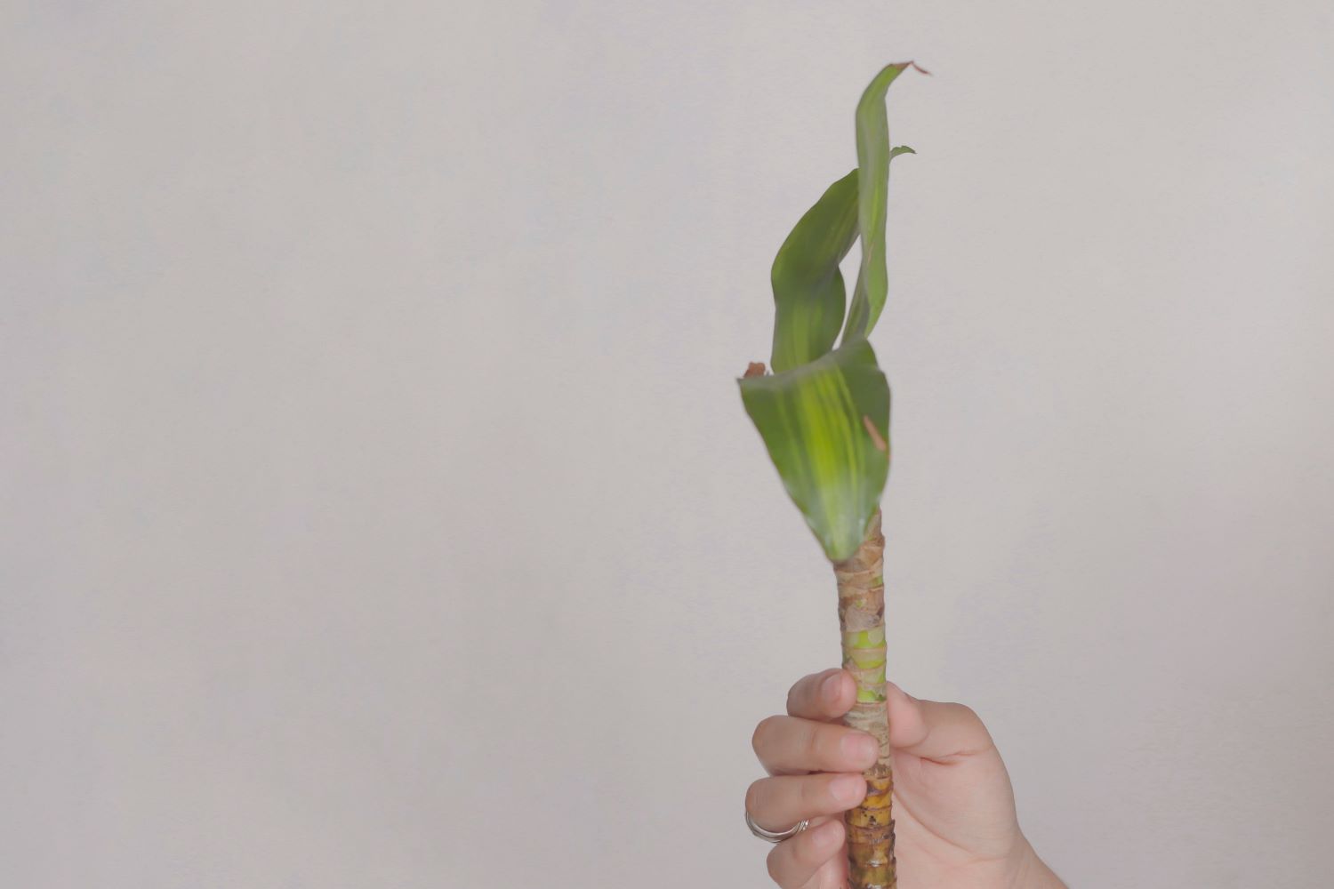Dracaena fragrans: corn plant care & propagation - Plantura