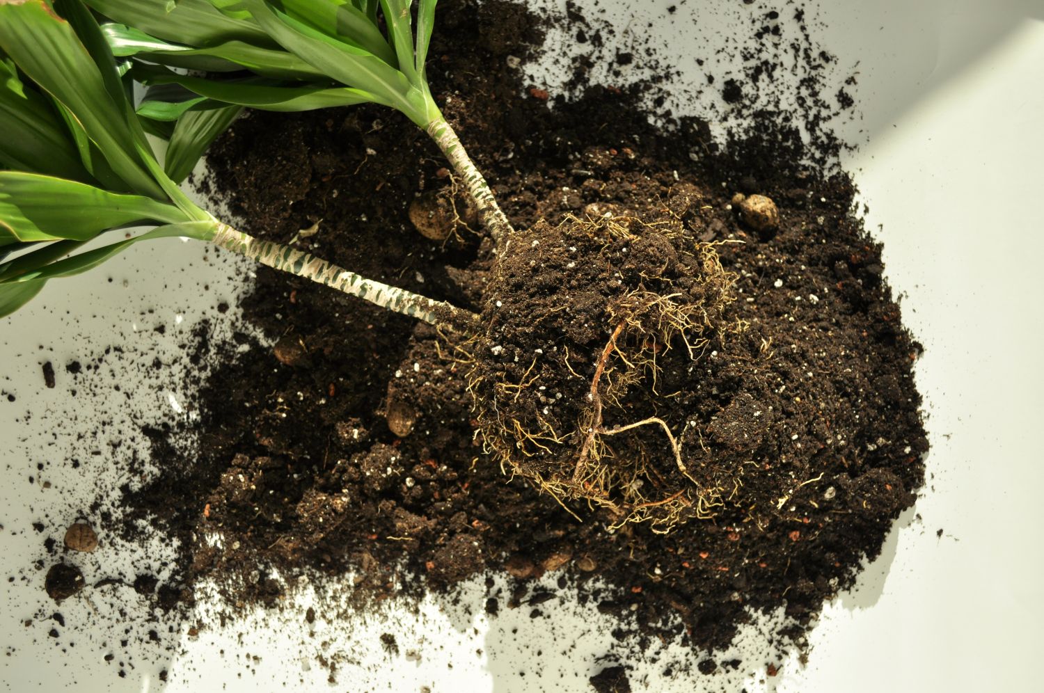 Dracaena fragrans: corn plant care & propagation - Plantura