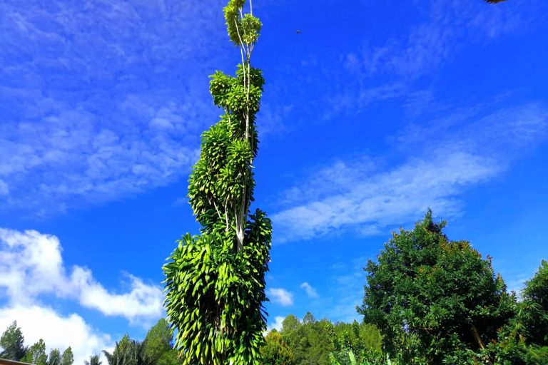 Dracaena fragrans: corn plant care & propagation - Plantura