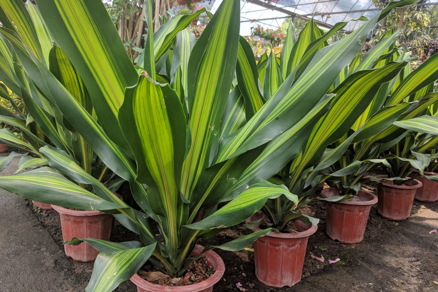 Dracaena fragrans: corn plant care & propagation - Plantura