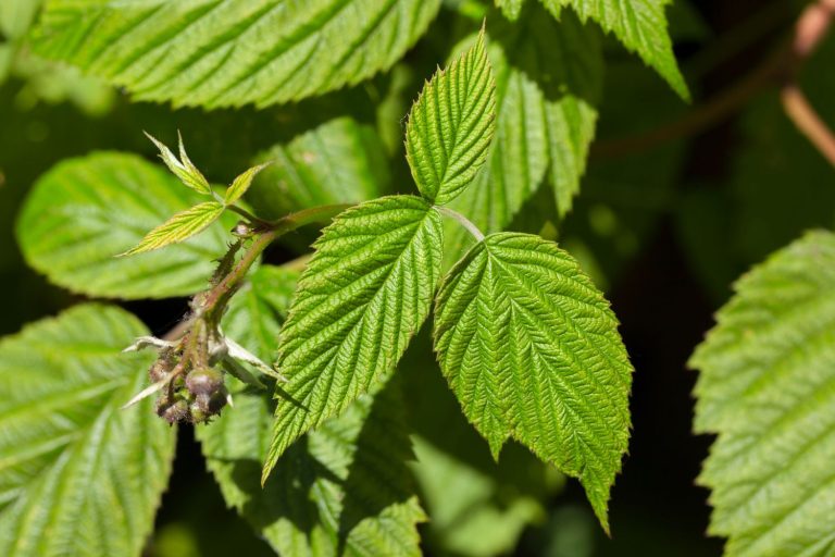 Raspberries: leaves, flowers & care - Plantura