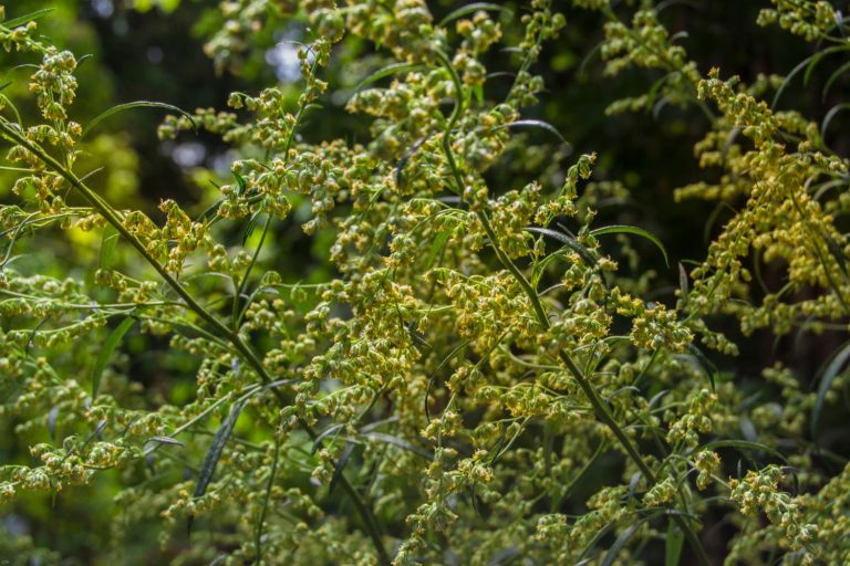 Mugwort: planting, harvesting & uses - Plantura