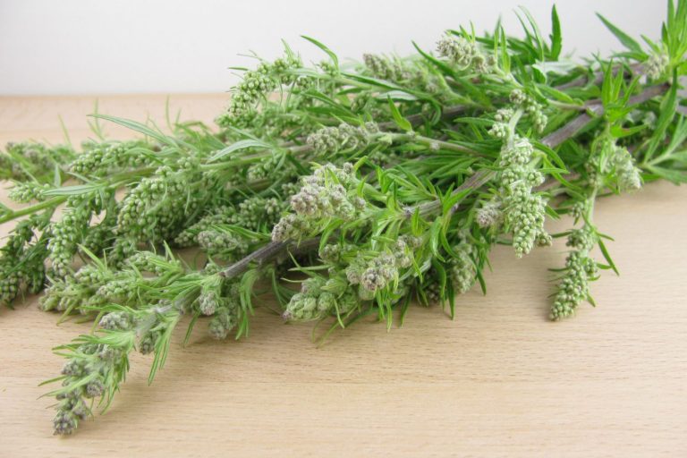 Mugwort: planting, harvesting & uses - Plantura