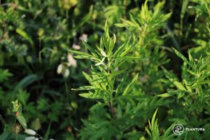 Mugwort: planting, harvesting & uses - Plantura