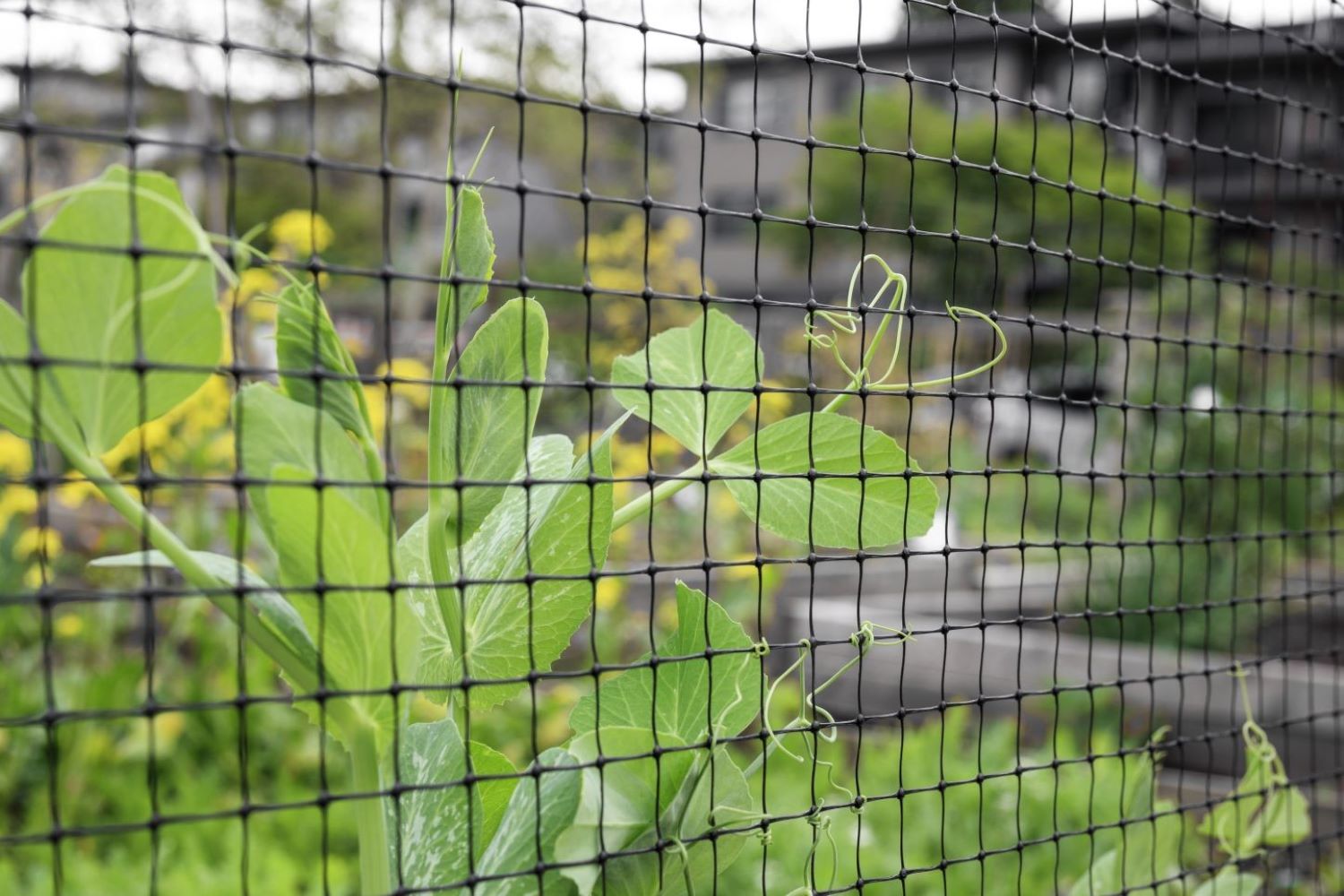 Supporting peas: how to use a trellis for peas - Plantura