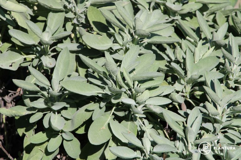 Pruning sage: how and when - Plantura