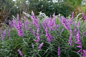 Pruning sage: how and when - Plantura