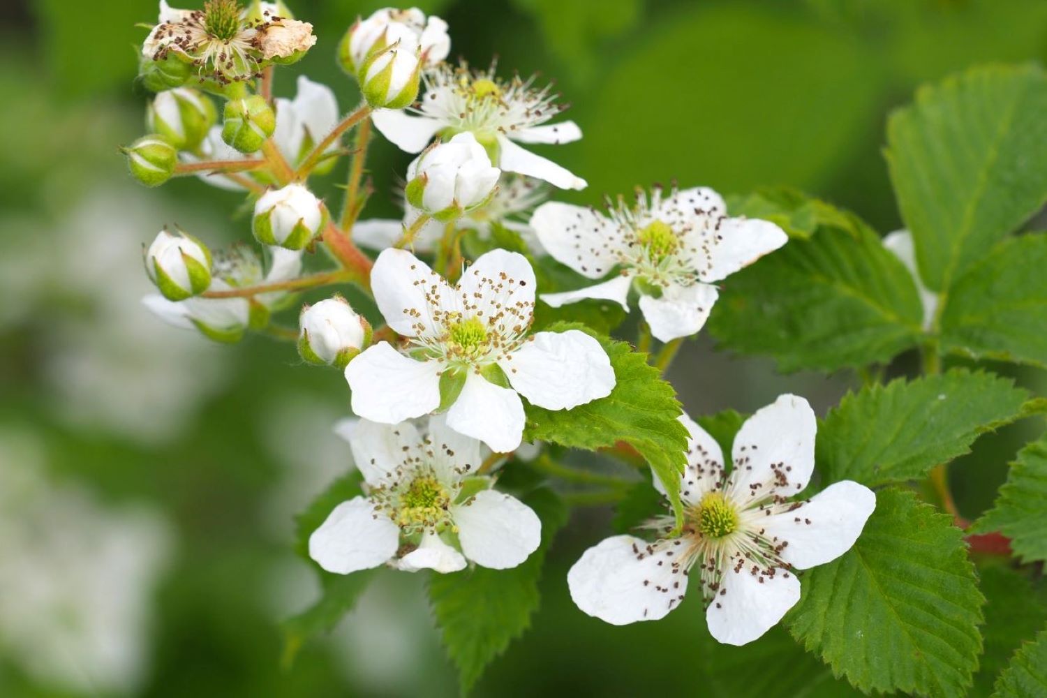 Raspberries: leaves, flowers & care - Plantura