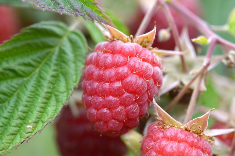 Raspberries: leaves, flowers & care - Plantura
