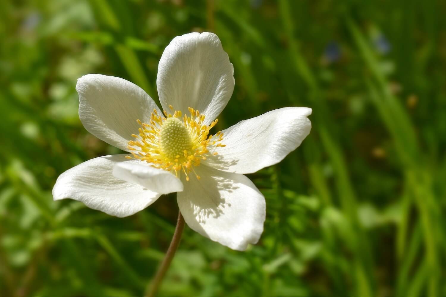 Wood anemones: planting, flowering time & types - Plantura