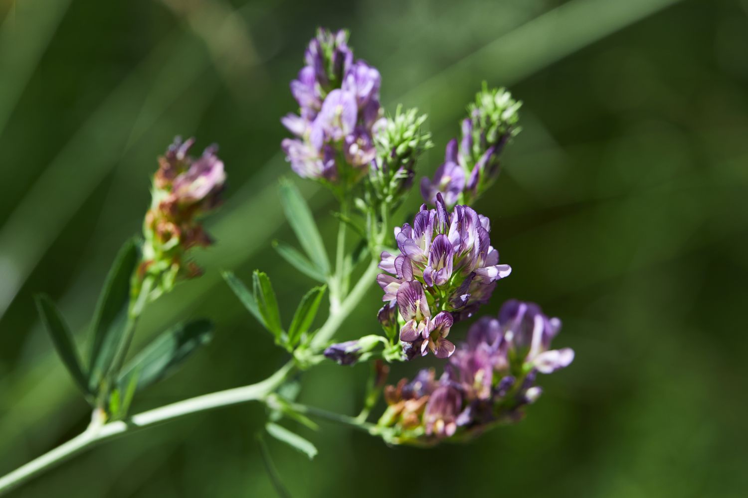 Alfalfa: growing, harvesting & more - Plantura