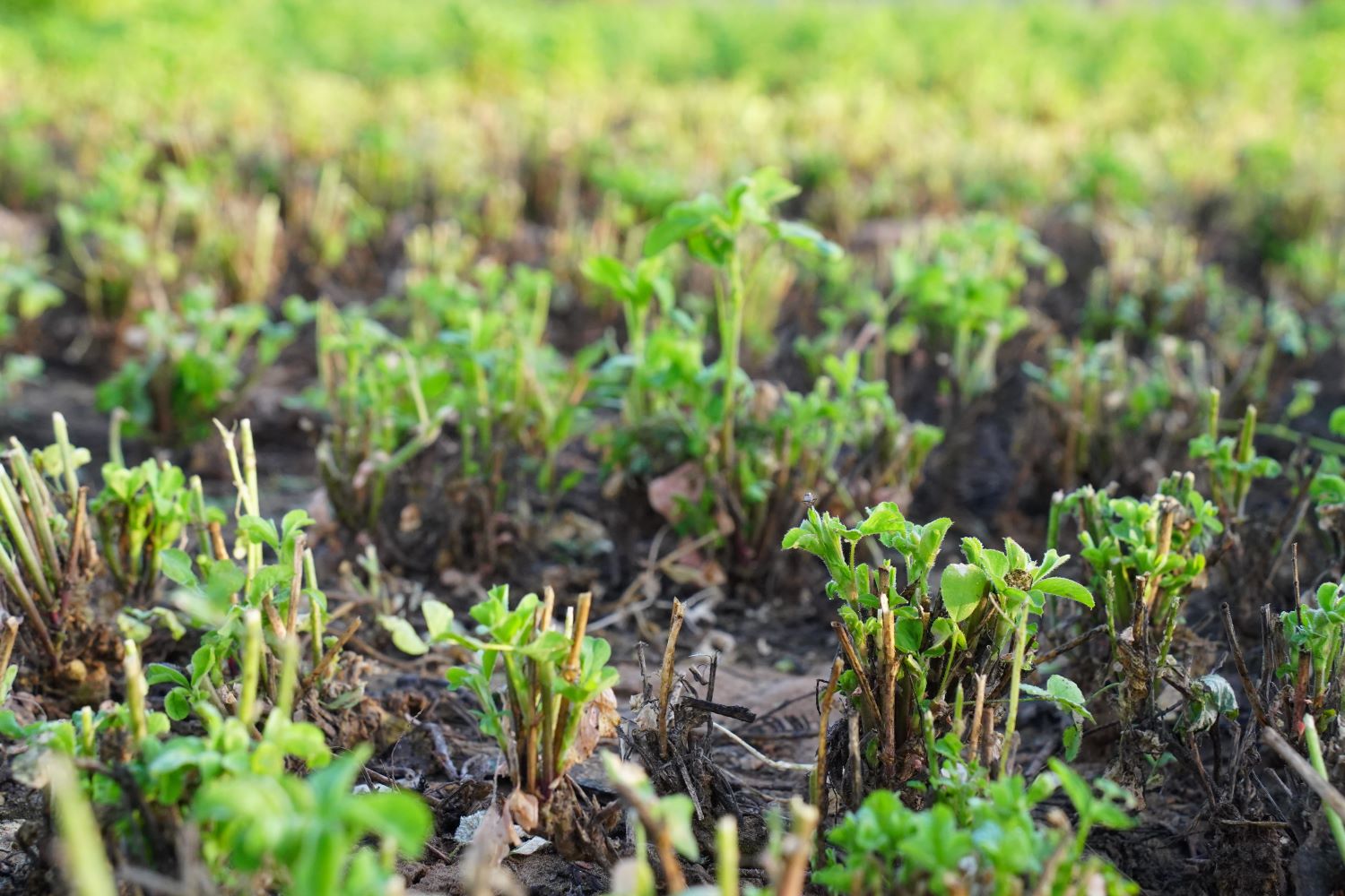 Alfalfa: growing, harvesting & more - Plantura