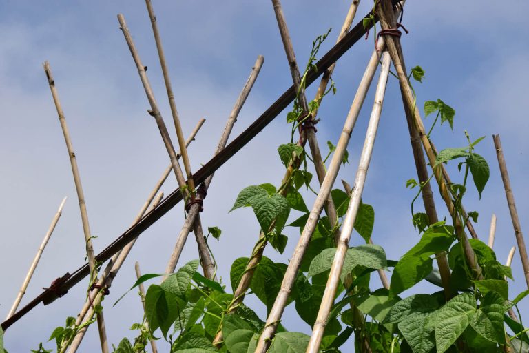Bean support: why & how to use a bean trellis - Plantura