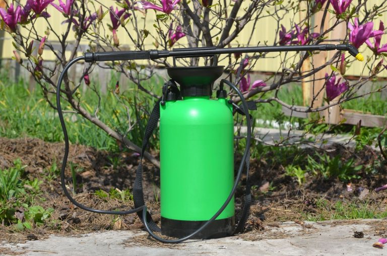 Feeding magnolias: how and when to do it - Plantura
