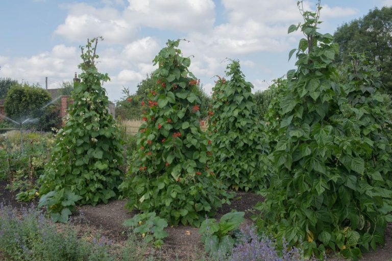 Bean support: why & how to use a bean trellis - Plantura