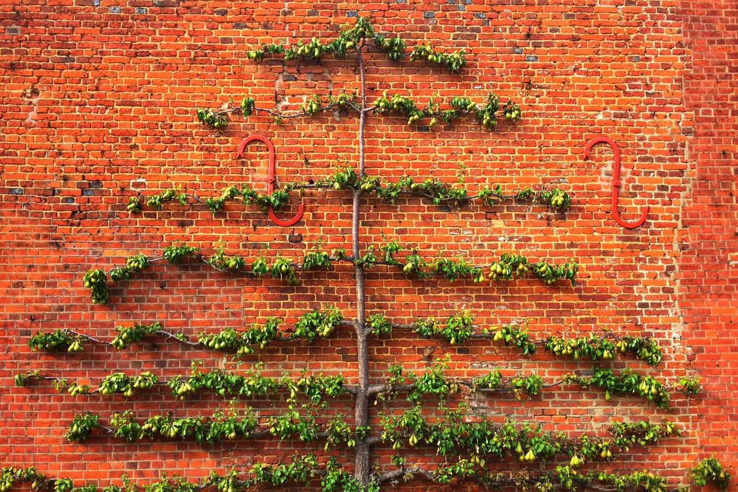Espalier fruit trees: growing, care & best types - Plantura