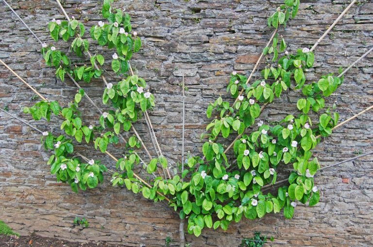 Espalier fruit trees: growing, care & best types - Plantura