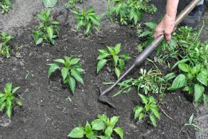 Weeding: tools & tips for weed removal - Plantura