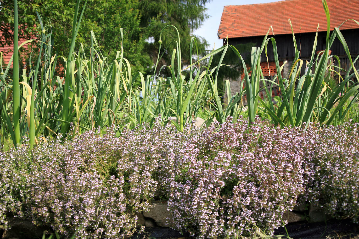 Garlic Companion Plants Good And Bad Plantura