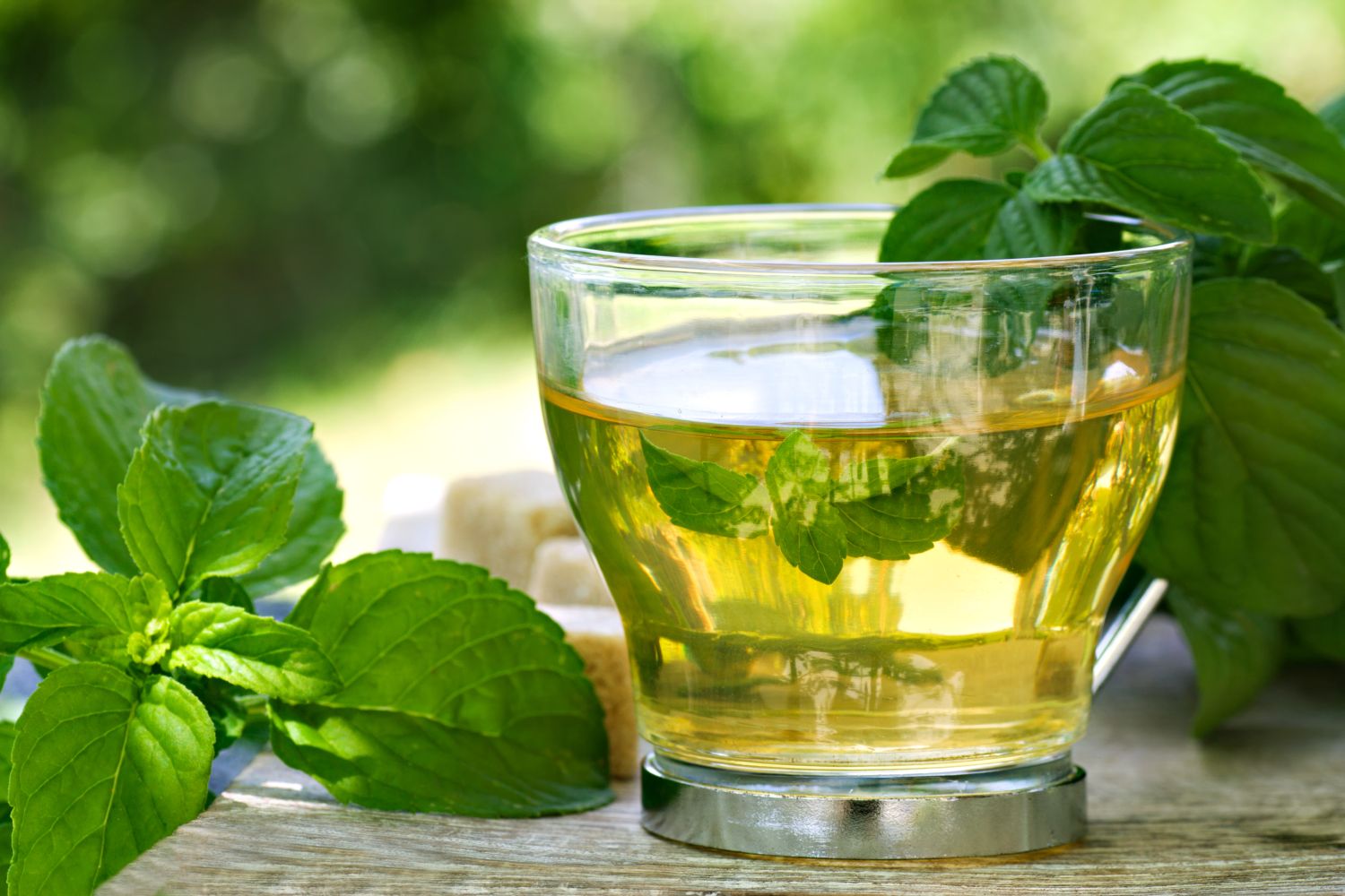 Lemon mint: planting, hardiness & uses - Plantura