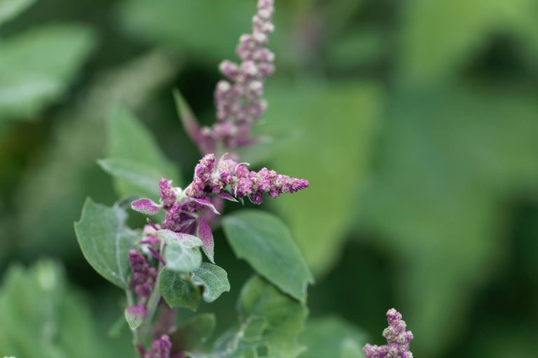 Tree spinach: characteristics, care & uses - Plantura