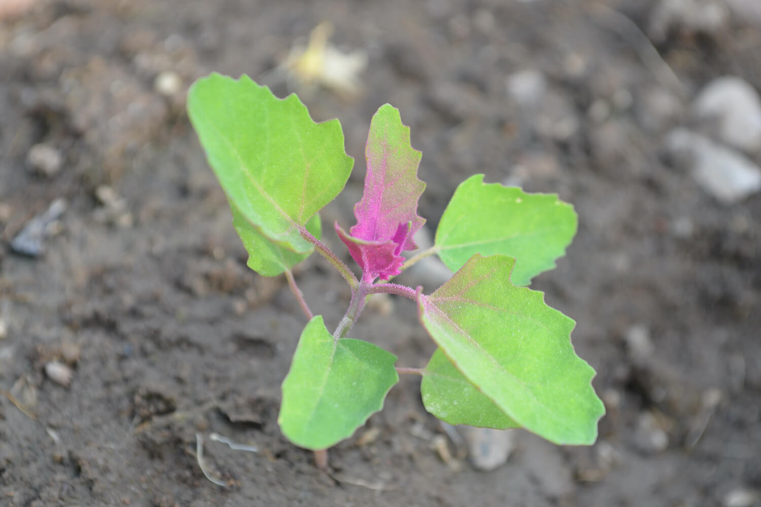 Tree spinach: characteristics, care & uses - Plantura