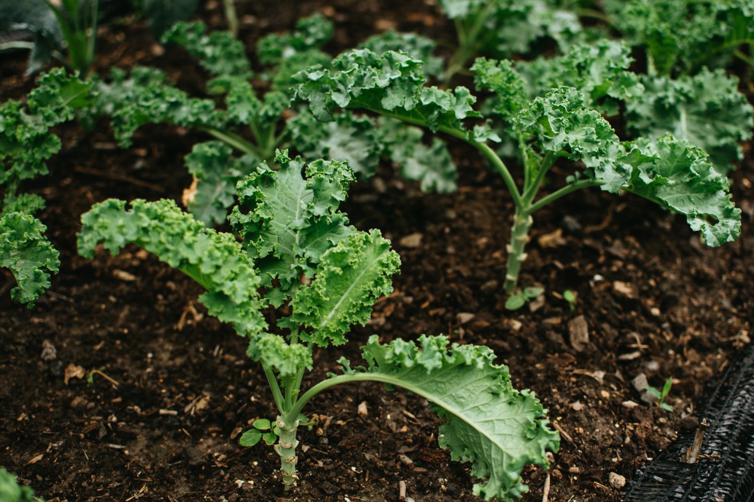 Kale: origin, leaves, flowers & benefits - Plantura