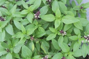 African blue basil: care for perennial basils - Plantura