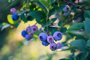 Blueberry varieties: best types for the garden - Plantura