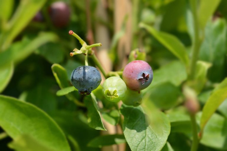 Blueberry varieties: best types for the garden - Plantura