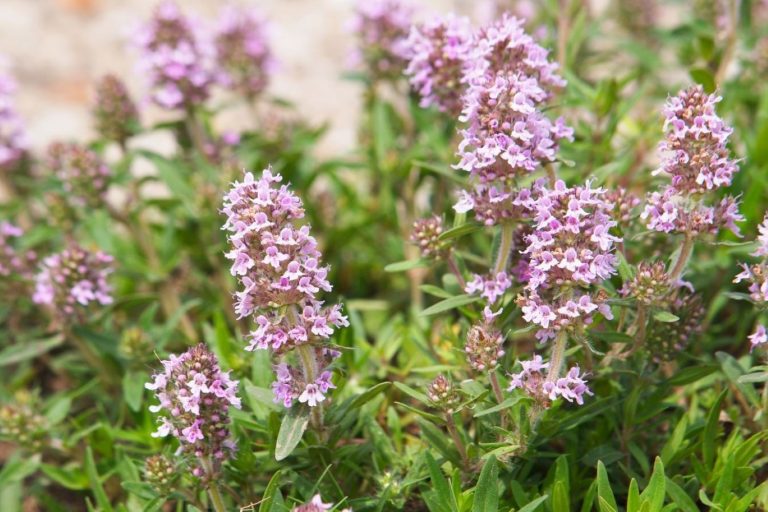 Types of thyme: best thyme varieties - Plantura