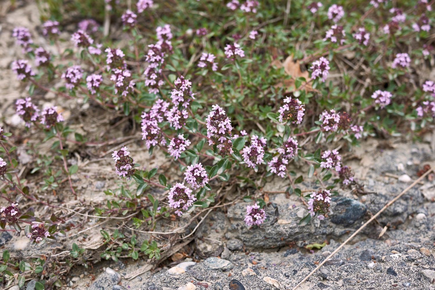 Types of thyme: best thyme varieties - Plantura