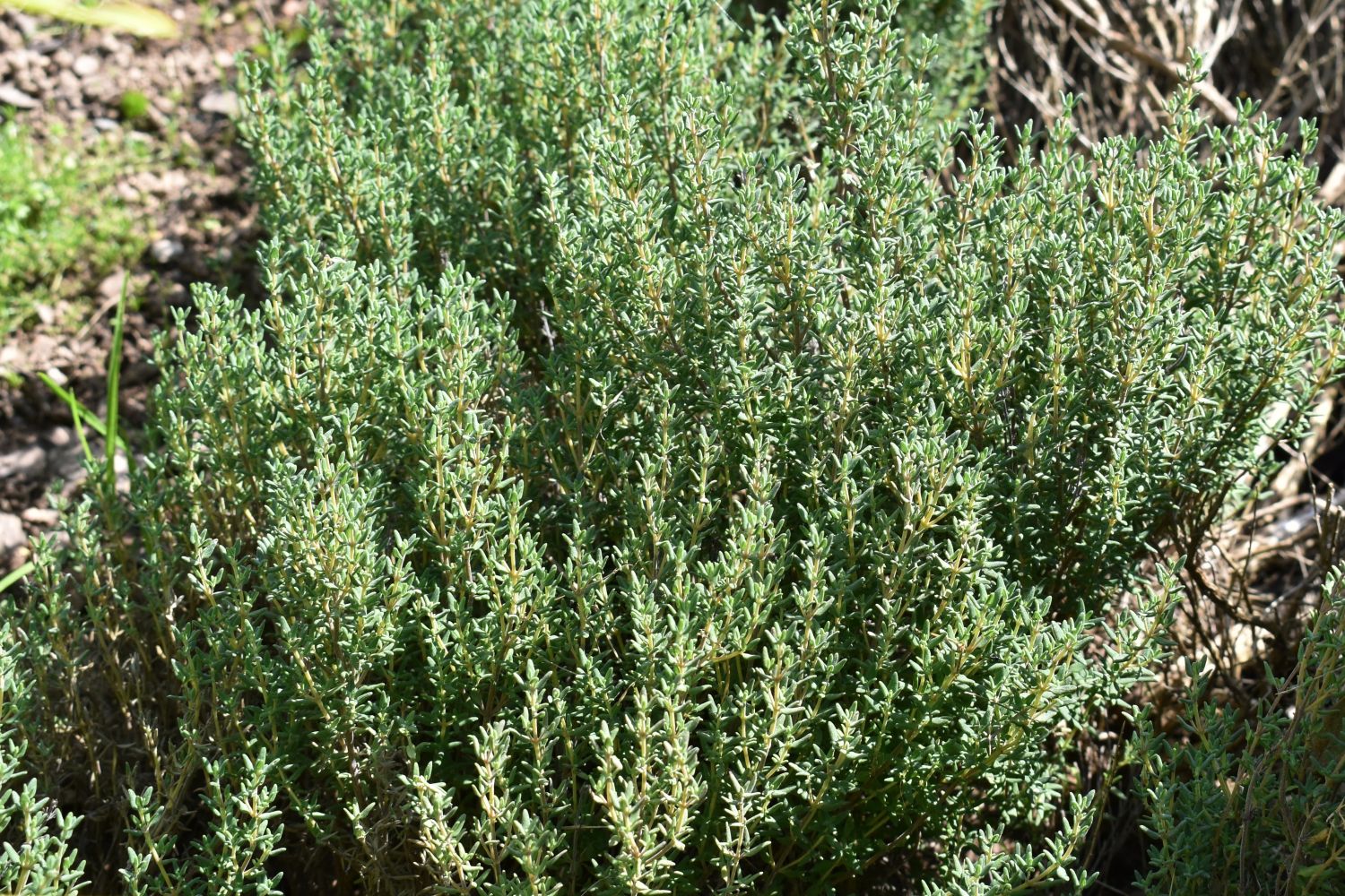 Propagating thyme: cuttings, seeds & division - Plantura