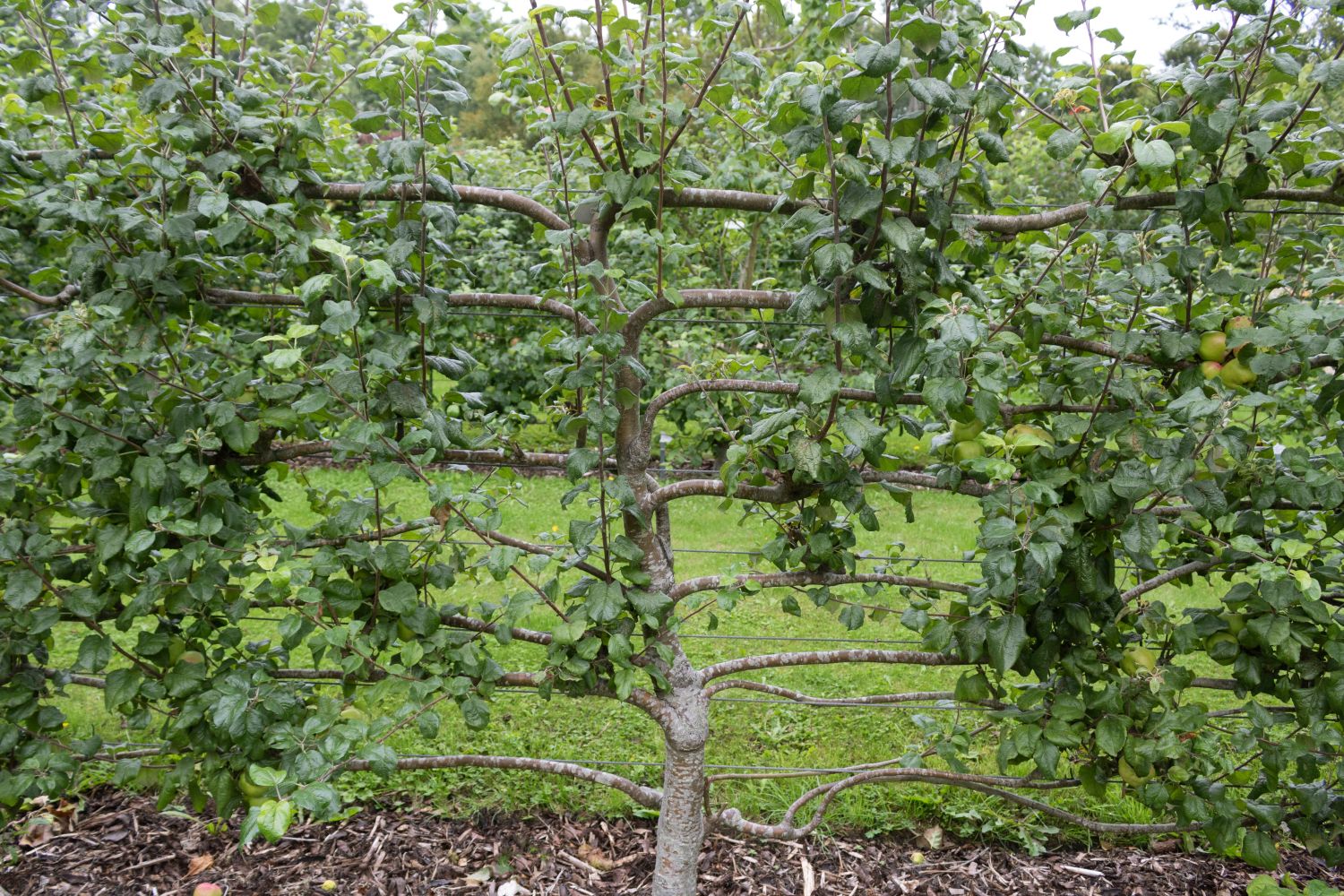 Espalier fruit trees: growing, care & best types - Plantura