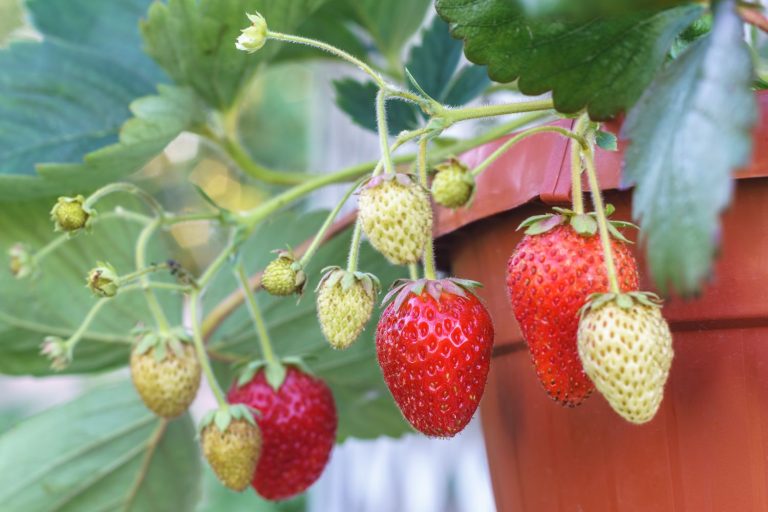 Types of Strawberries: varieties at a glance - Plantura