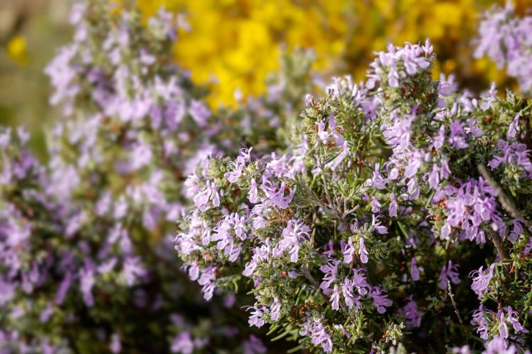Types of rosemary: trailing & creeping varieties - Plantura