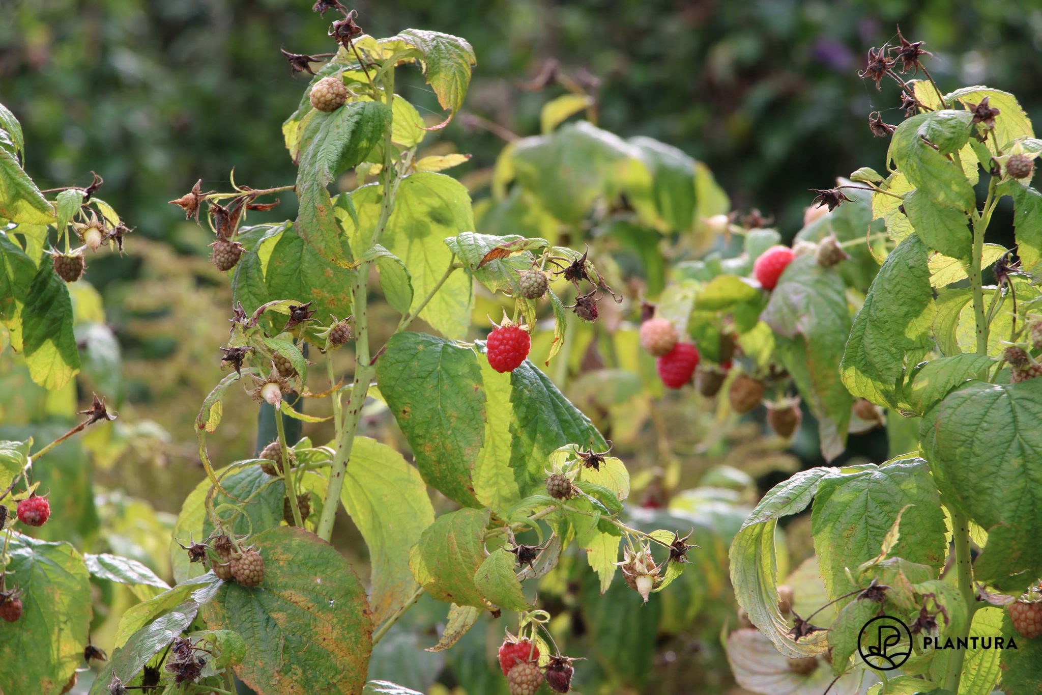 Feeding raspberries: when and what to use - Plantura