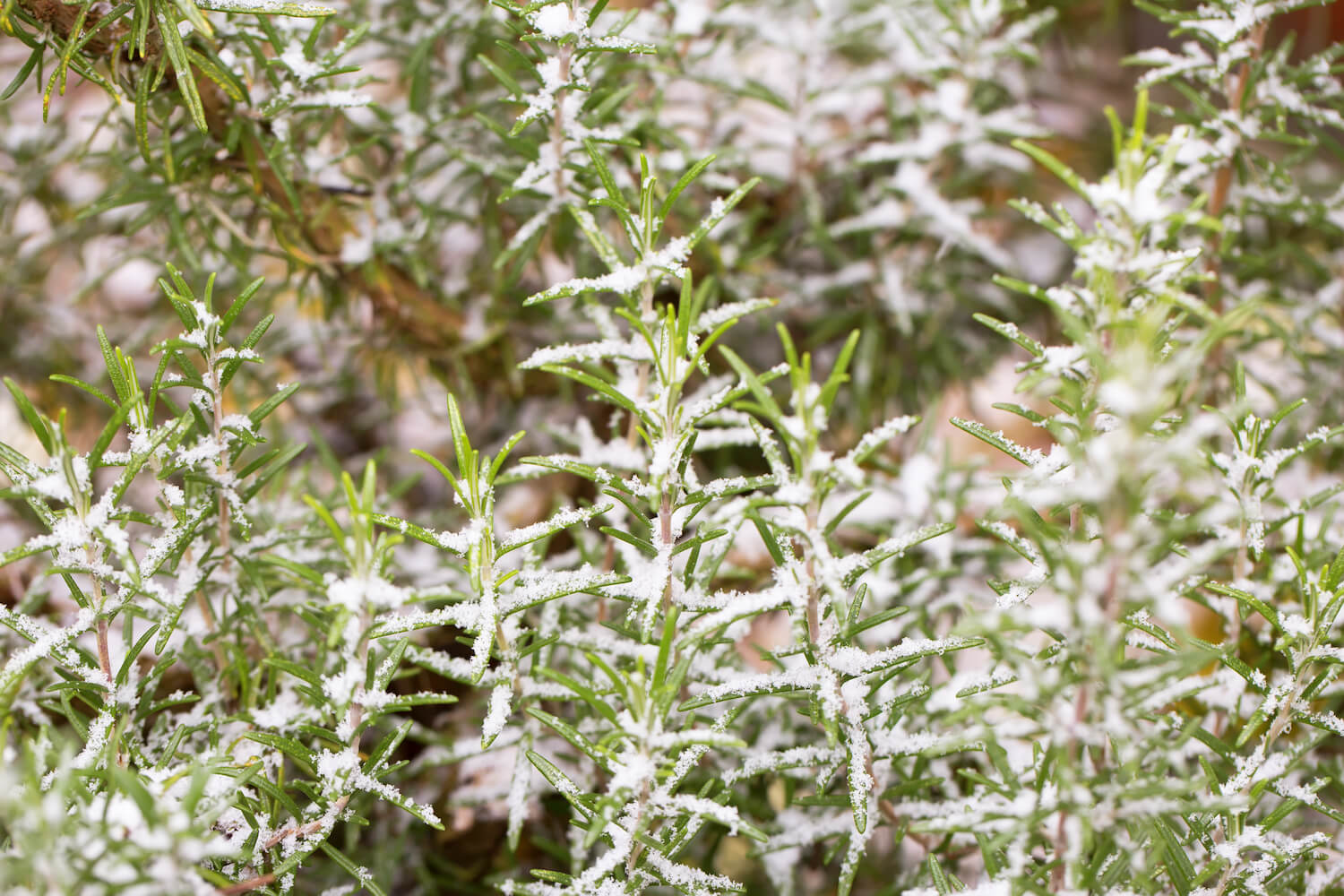 Types of rosemary: trailing & creeping varieties - Plantura