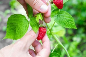 Picking raspberries: when and how to do it - Plantura