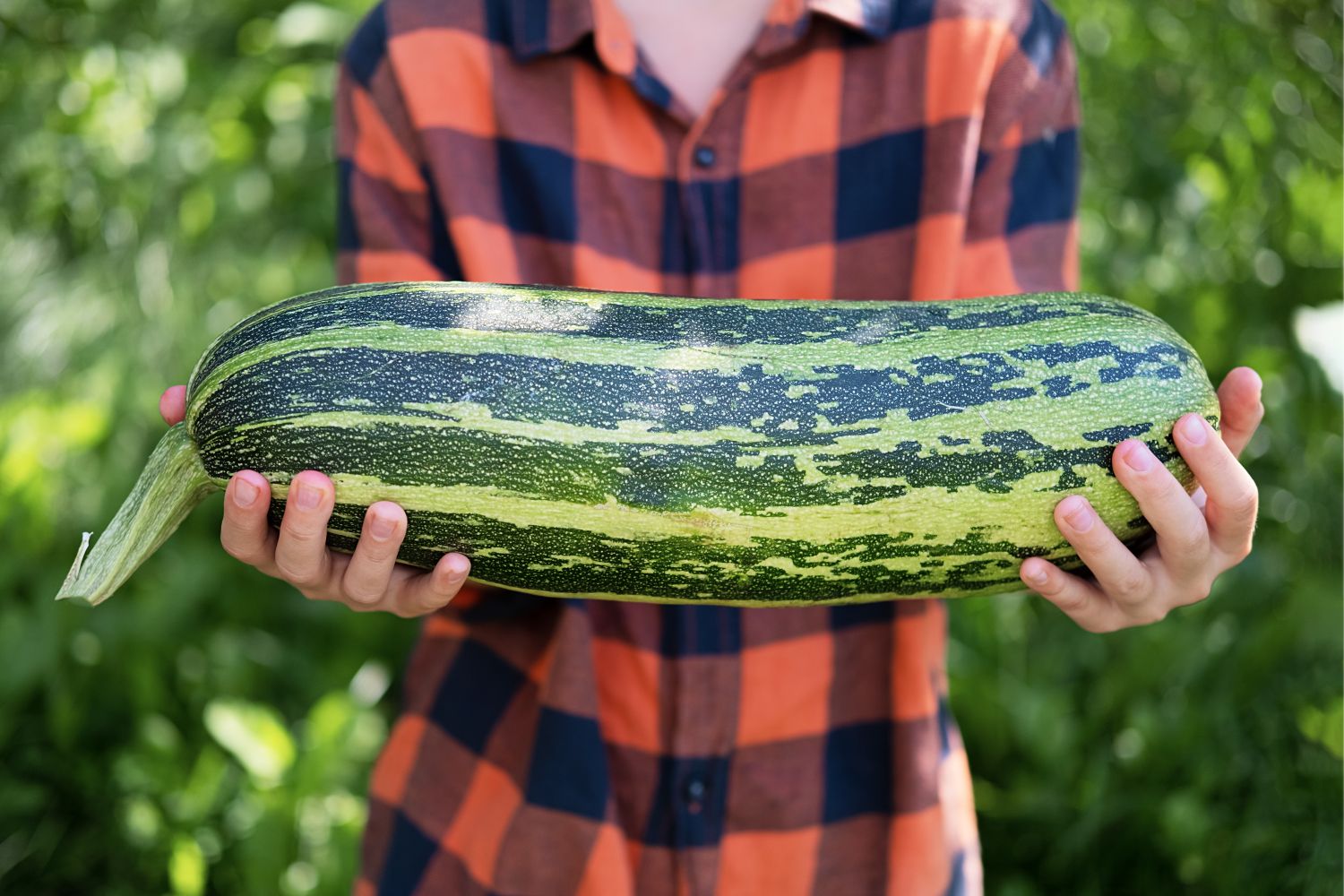 Marrow: growing marrows & uses - Plantura