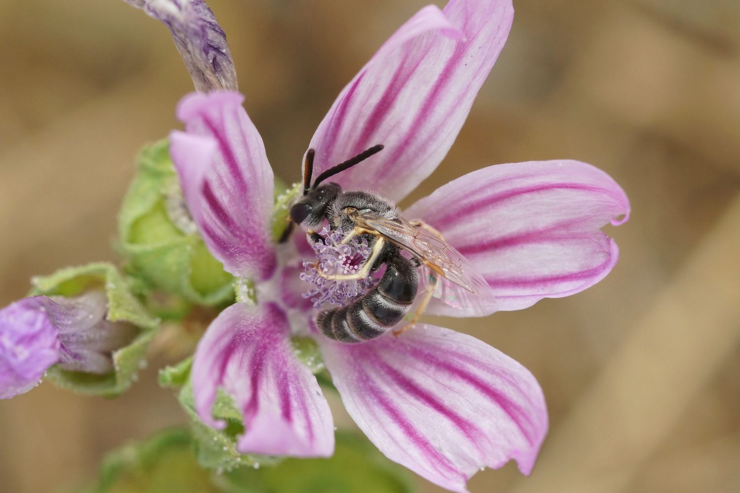Mallow: cultivation, care & plant properties - Plantura