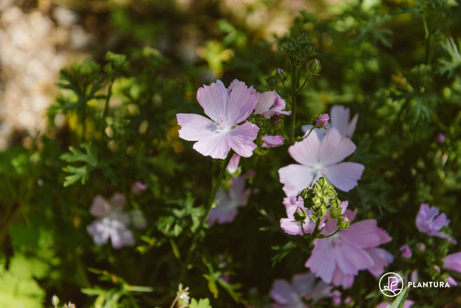 Mallow: cultivation, care & plant properties - Plantura