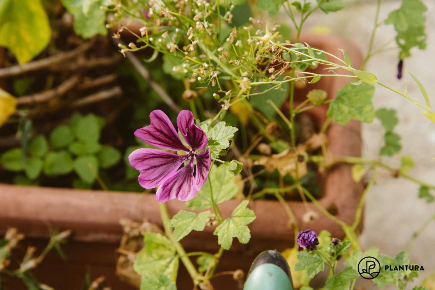 Mallow: cultivation, care & plant properties - Plantura