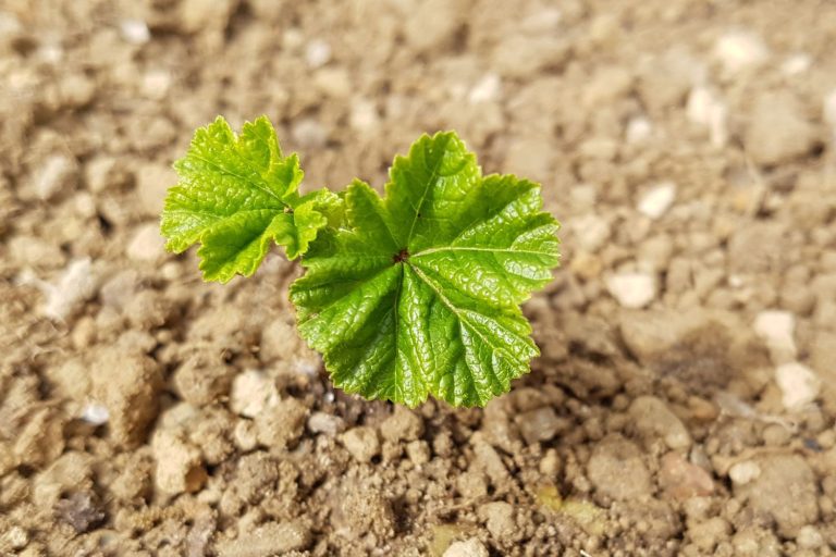 Mallow: cultivation, care & plant properties - Plantura