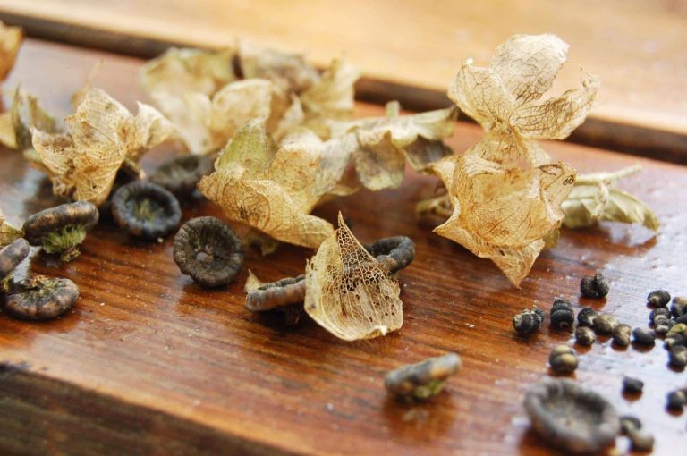 Mallow: cultivation, care & plant properties - Plantura