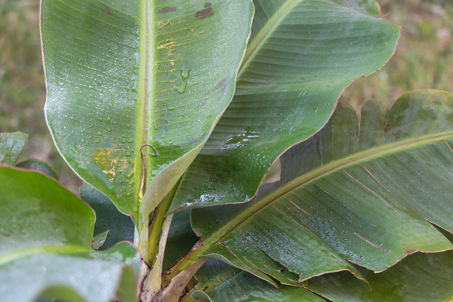 Musa Tropicana: planting, care & propagation - Plantura